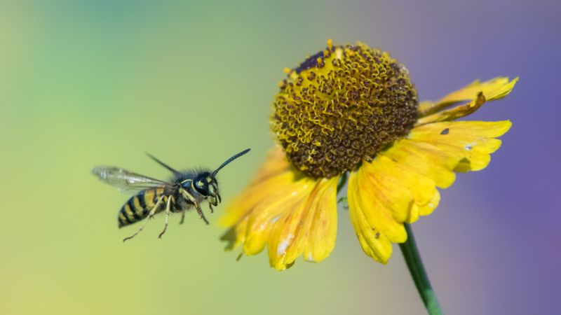 Ben ik allergisch voor insecten | betrouwbare testen met vingerprik